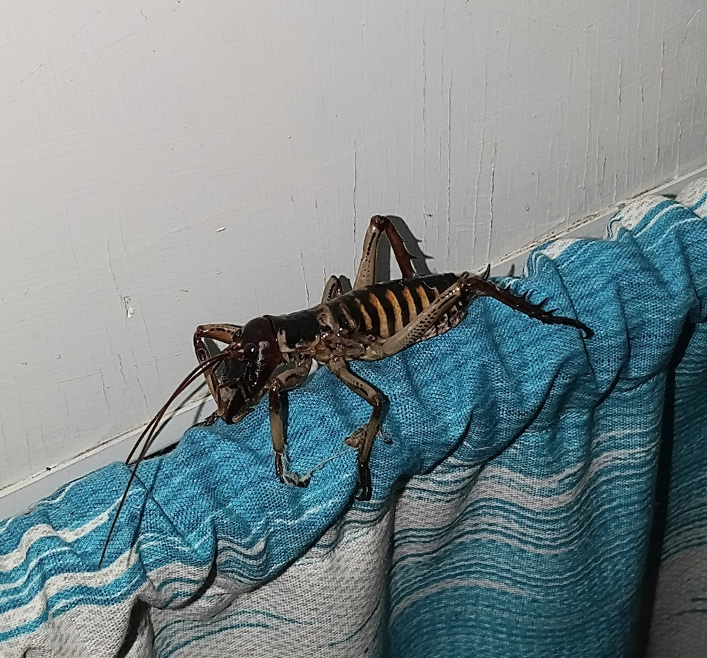 Wellington Tree Wētā from Tauwharenīkau, New Zealand on February 5 ...