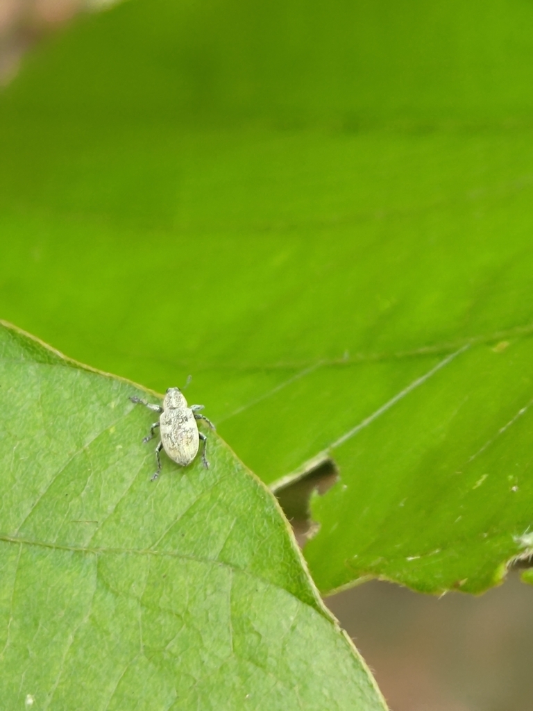 Eugnathus distinctus from Yulin, TW-TA, TW on February 5, 2024 at 12:18 ...
