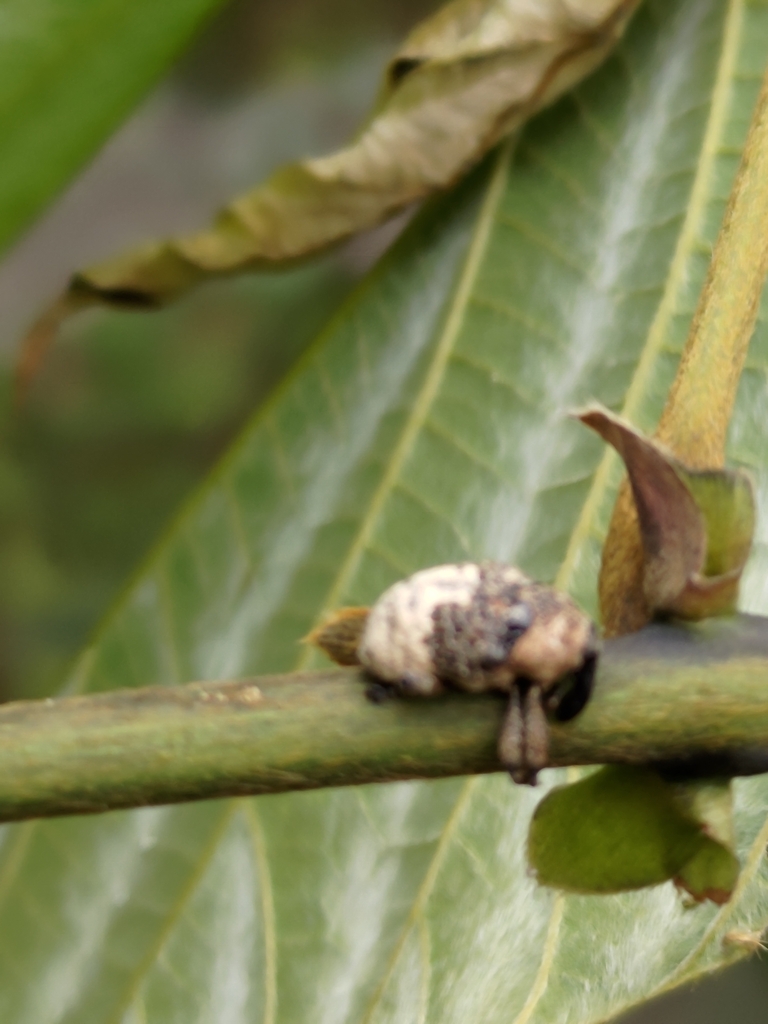Sternuchopsis trifida from Yulin, TW-TA, TW on February 5, 2024 at 01: ...