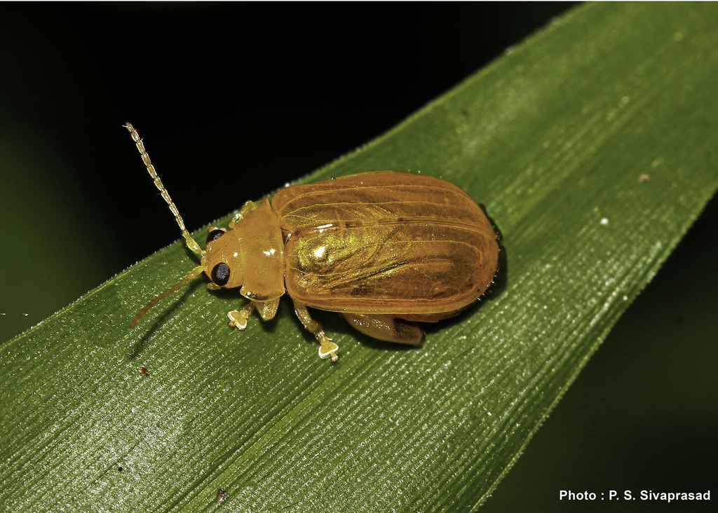 Philopona inornata from FRCV+GHM Topslip Anamalai Tiger Reserve (ATR ...