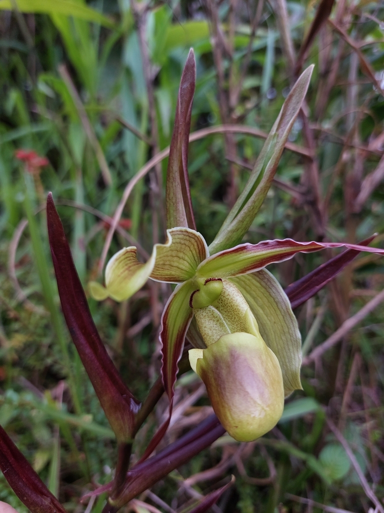 Phragmipedium longifolium (Orchids of Costa Rica; Orquídeas de Costa ...