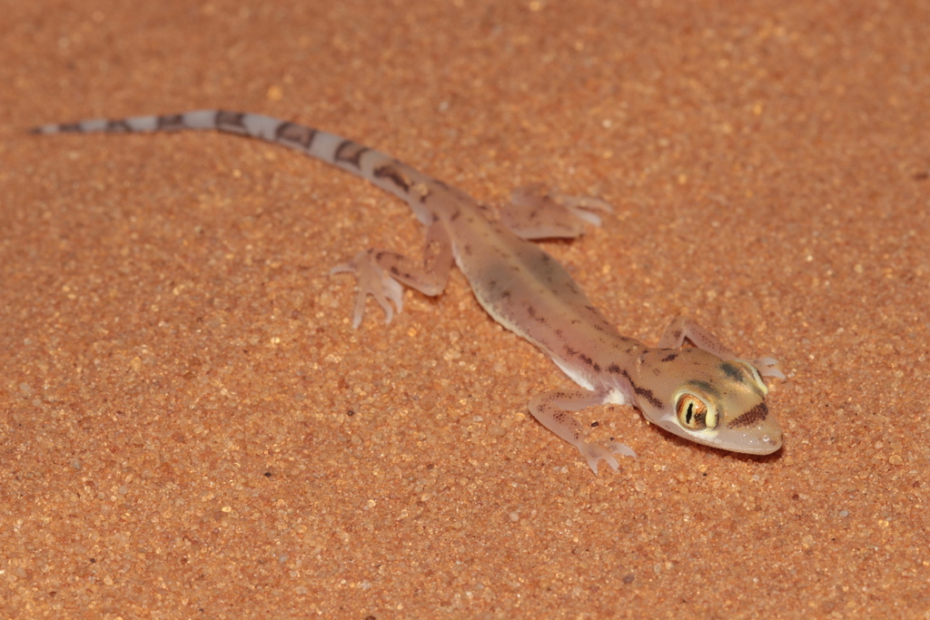 Arabian Short-fingered Gecko from Al Majmaah Saudi Arabia on November ...