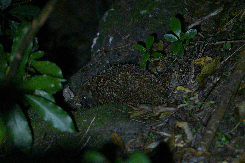 Common Hedgehog from Te Rāpaki-o-Te Rakiwhakaputa 8971, New Zealand on ...