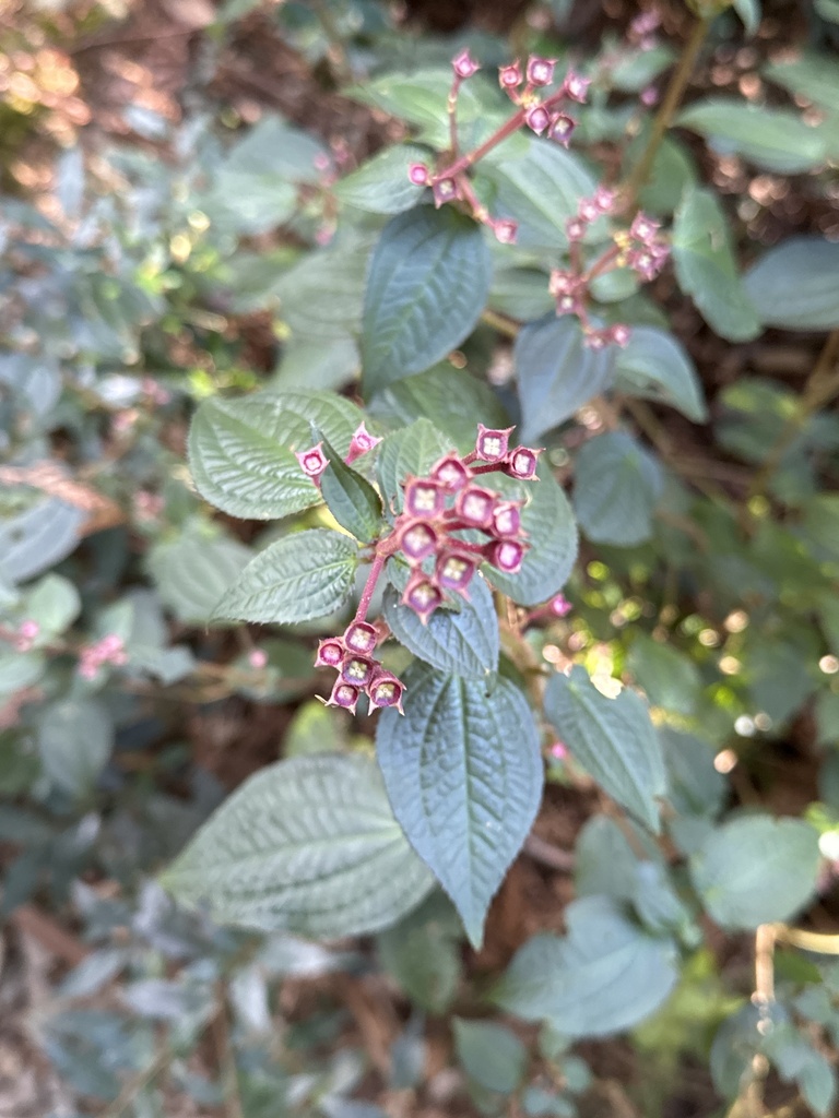 Bredia hirsuta from Nantou, TW-TA, TW on February 3, 2024 at 09:18 AM ...