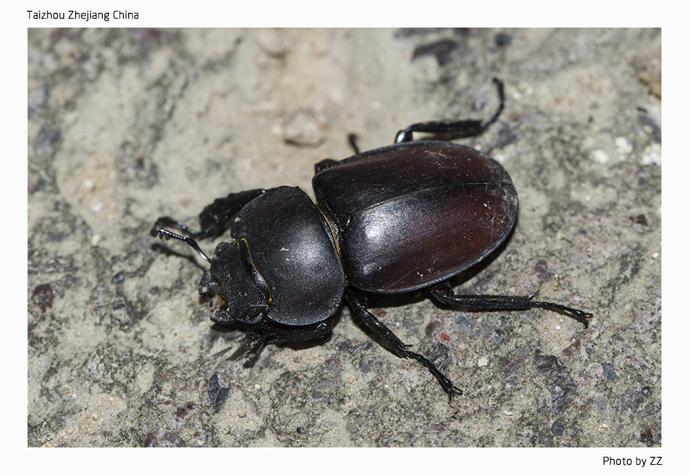 Neolucanus sinicus from Taizhou, Zhejiang, China on July 7, 2023 at 11: ...
