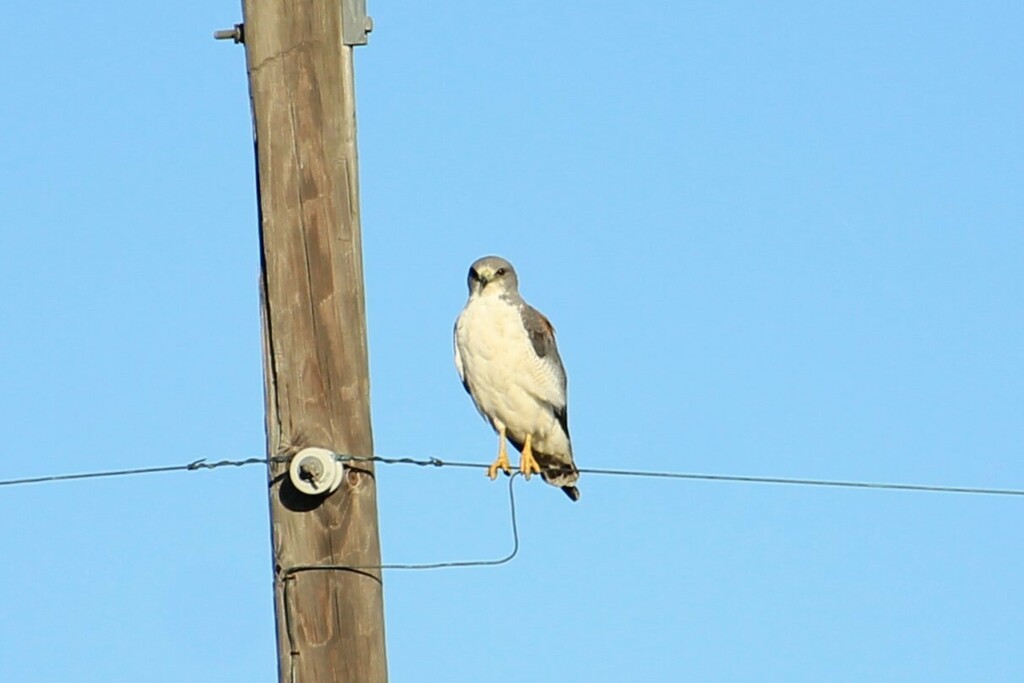 White-tailed Hawk from Victoria County, TX, USA on February 3, 2024 at ...
