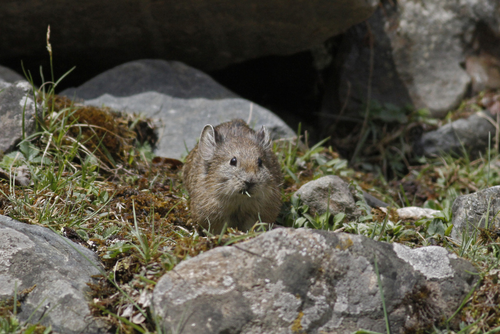 Pikas in May 2023 by taiyi · iNaturalist