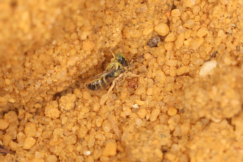 Pachyprosopis xanthodonta · iNaturalist United Kingdom