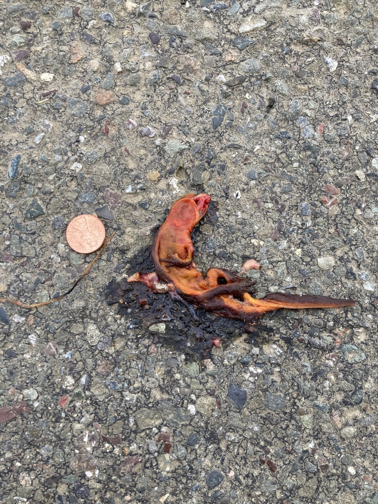 Pacific Newts from Marin County, US-CA, US on January 26, 2024 at 08:05 ...