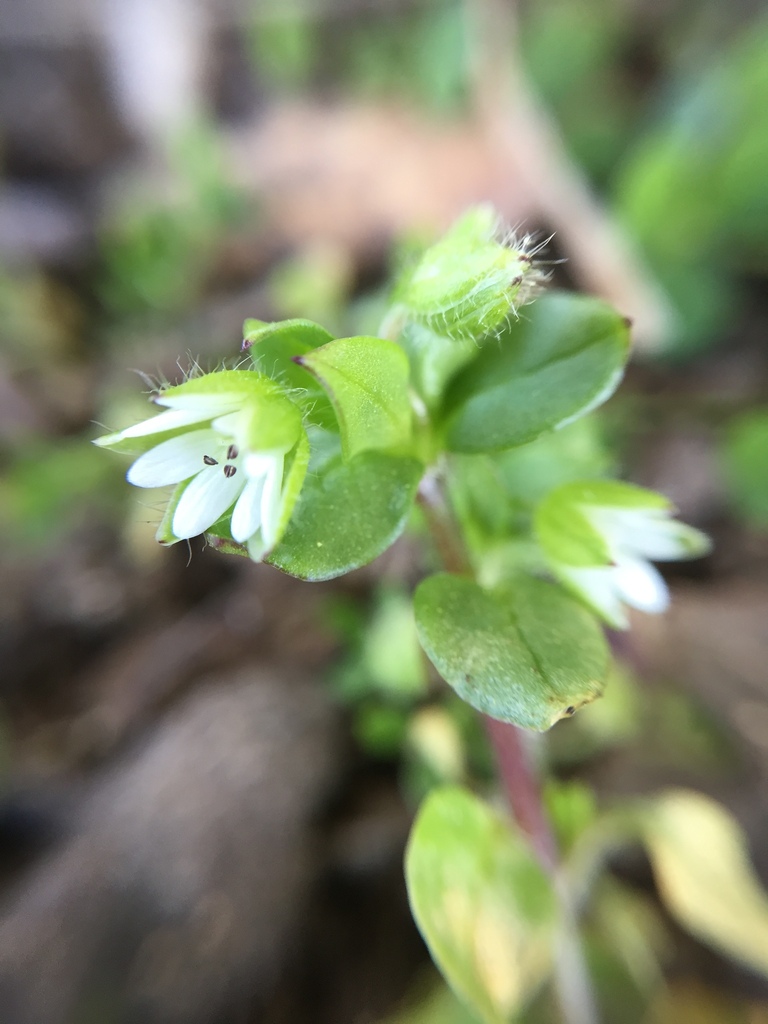 common chickweed from Madrid, España on February 4, 2024 at 04:41 PM by ...