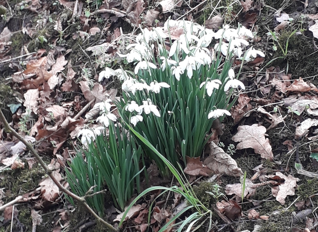 common snowdrop from Stud Farm, Warrington WA4 3HL, UK on February 5 ...