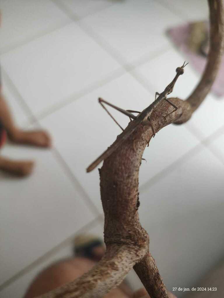 Jumping Sticks from Palmeira de Fora, Palmeira dos Índios - AL, Brasil ...