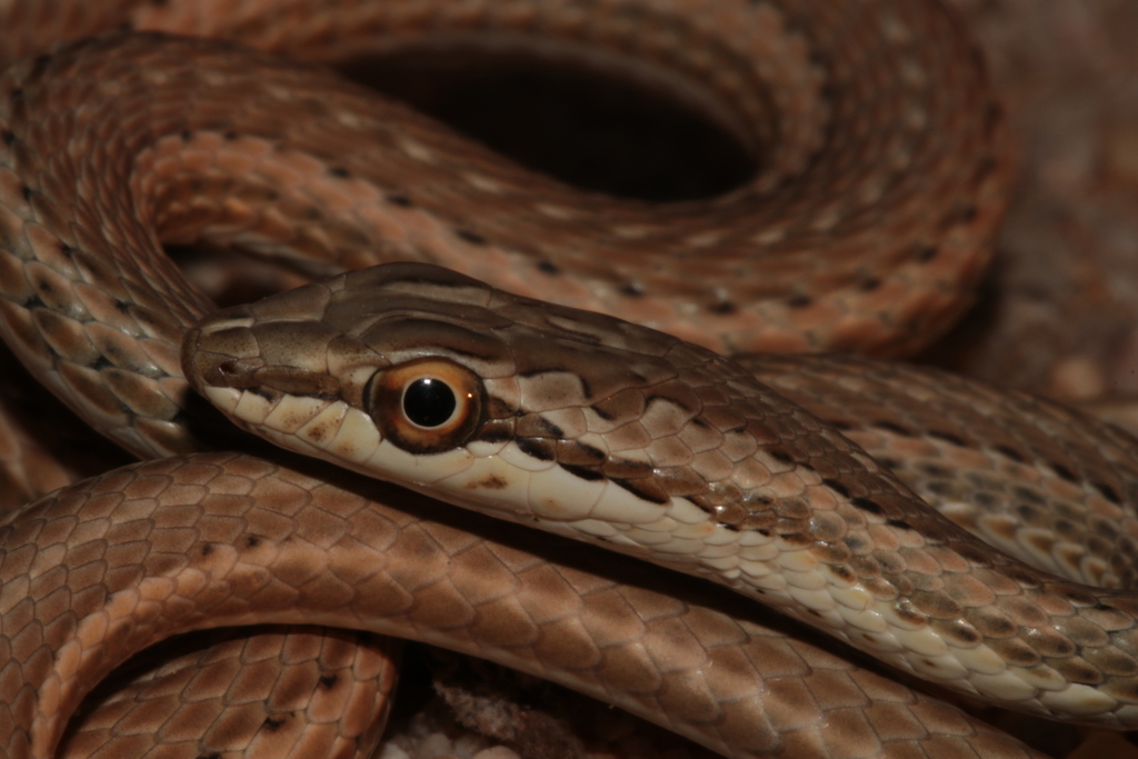 Forskal Sand Snake from Thadiq Saudi Arabia on December 11, 2022 at 02: ...
