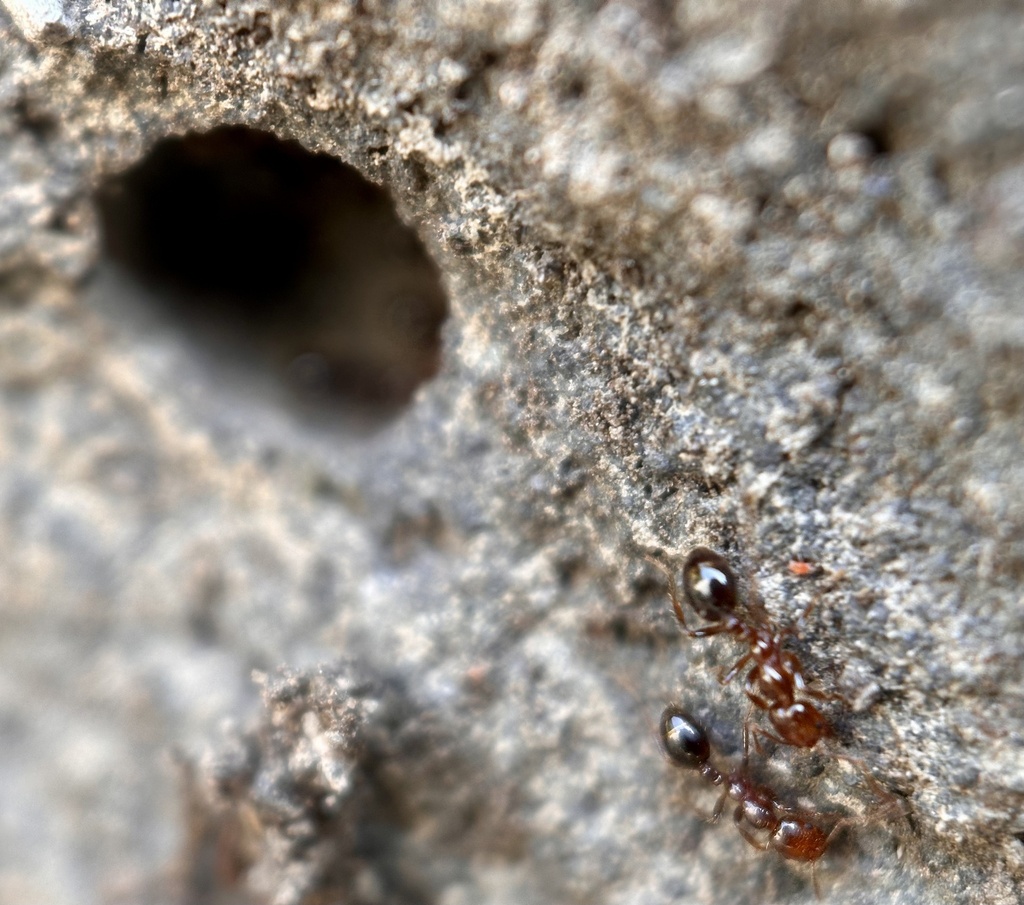Red Imported Fire Ant from UNAM Universidad Nacional Autónoma de México ...