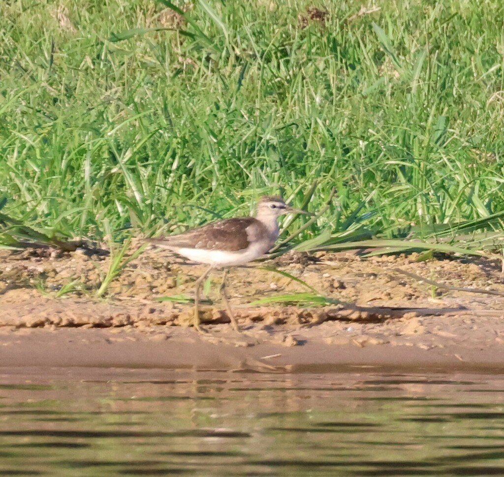 Wood Sandpiper from Zambezi Region, Namibia on November 13, 2023 at 05: ...