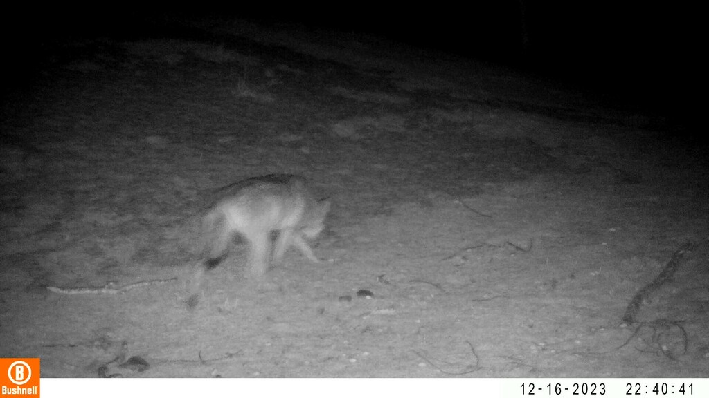 Italian Wolf in December 2023 by Luca Maurino · iNaturalist