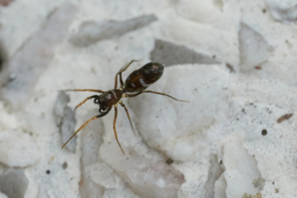 Ground and Ant-mimic Sac Spiders in February 2024 by tkp123 · iNaturalist
