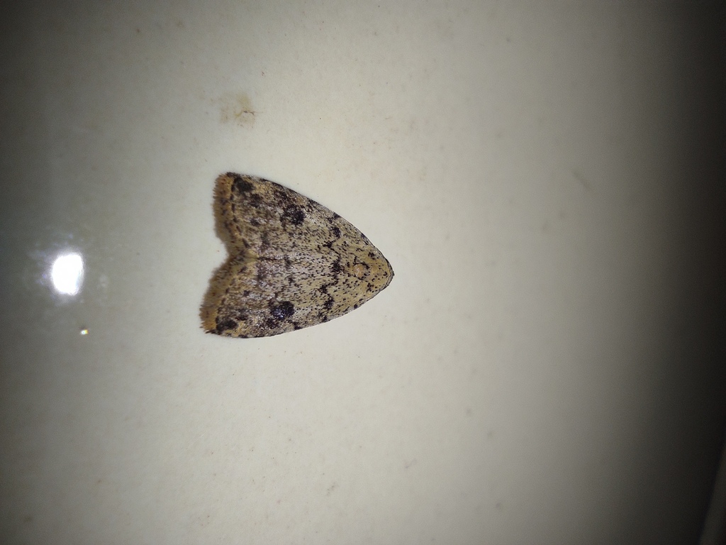Underwing, Tiger, Tussock, and Allied Moths from Kumplampoika, Kerala ...