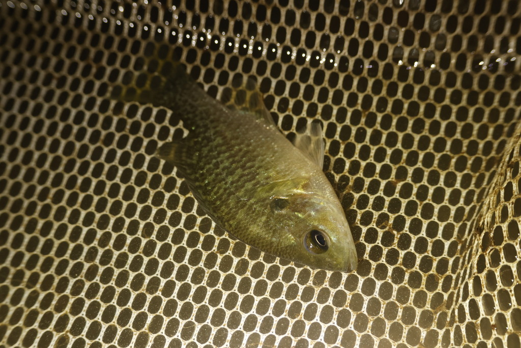 Greengill Sunfish from Washington County, PA, USA on April 21, 2023 at ...