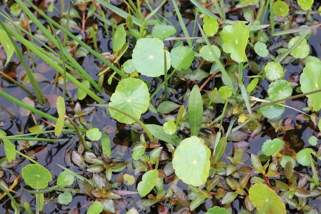 water pennyworts from Orange Beach, AL, USA on February 3, 2024 by Jonathan Gilmer · iNaturalist