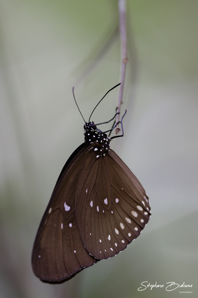 Blue-spotted Crow Butterfly from Langkawi, Kedah, Malaisie on February ...