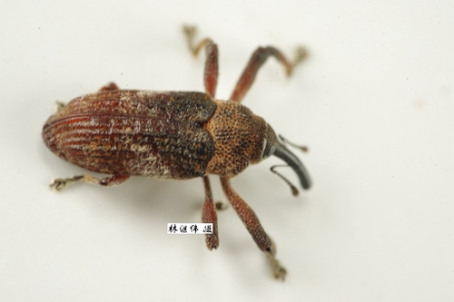 Merus piceus · iNaturalist