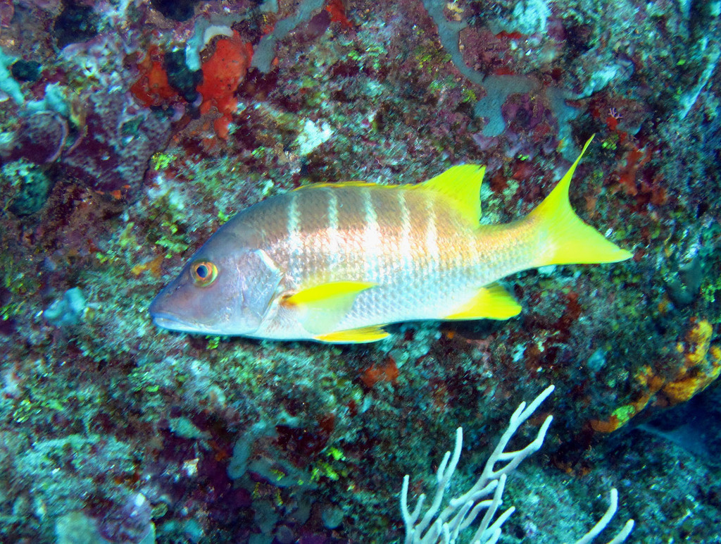 Schoolmaster Snapper from Saba13, Pays-Bas caribéens on December 13 ...