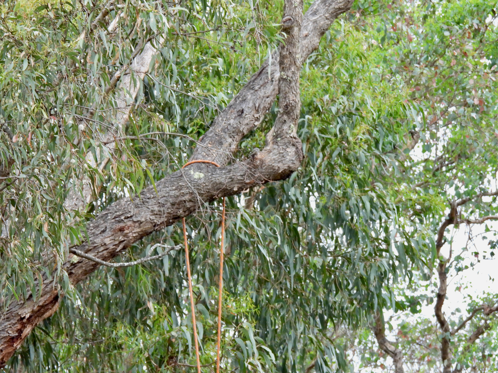 Long-leaved Box from Panton Hill VIC 3759, Australia on February 5 ...