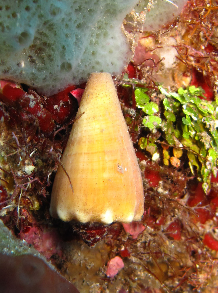 Crown Cone from Saba13, Pays-Bas caribéens on December 13, 2009 at 03: ...