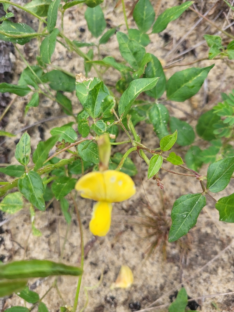 Wild Cowpea from DIXIE HWY at NEPTUNE DR, Hypoluxo, FL 33462, USA on ...