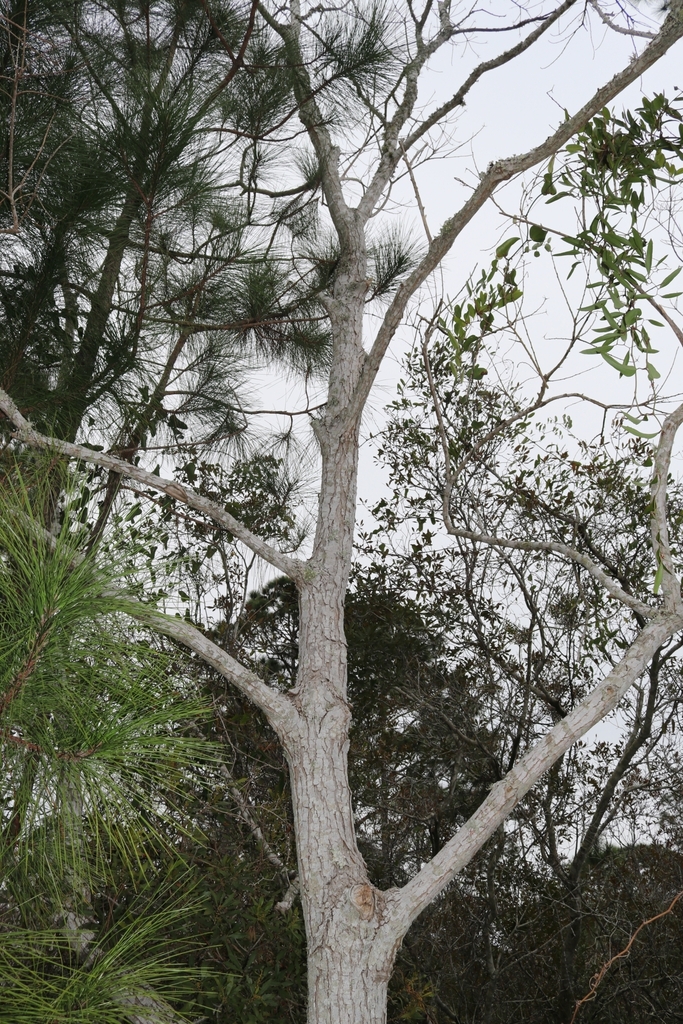 Swamp tupelo from Orange Beach, AL, USA on February 3, 2024 by Jonathan ...