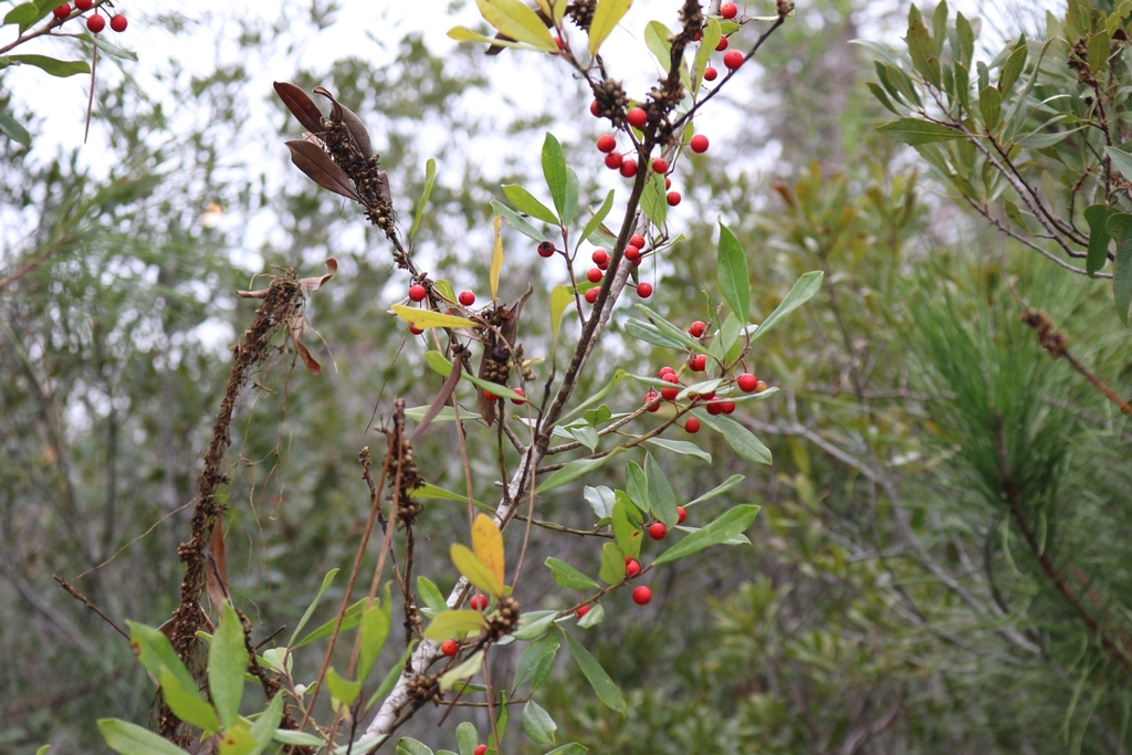 dahoon holly from Orange Beach, AL, USA on February 3, 2024 by Jonathan ...