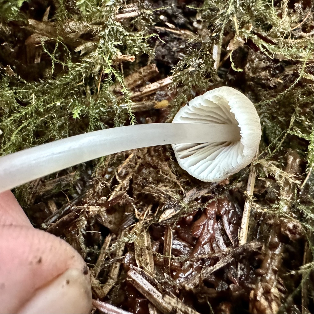 Mycena robusta from Kamilche, WA, USA on February 04, 2024 at 01:49 PM ...