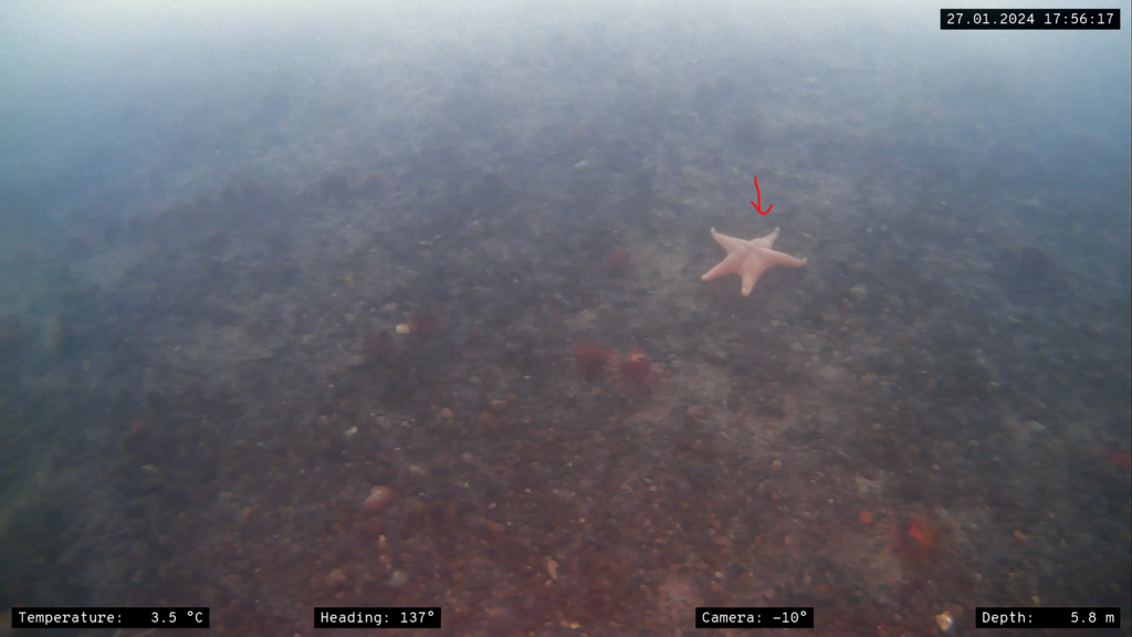 Meridionalis Starfish from Deception Island, Antarctica on January 27 ...