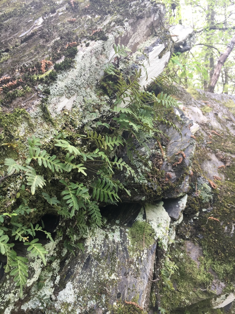 resurrection fern from 24787–25189 Rice Rd, Paron, AR, US on April 16 ...