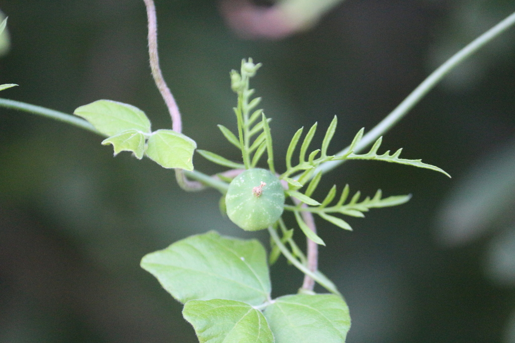 African Haap from West Rand District Municipality, South Africa on ...