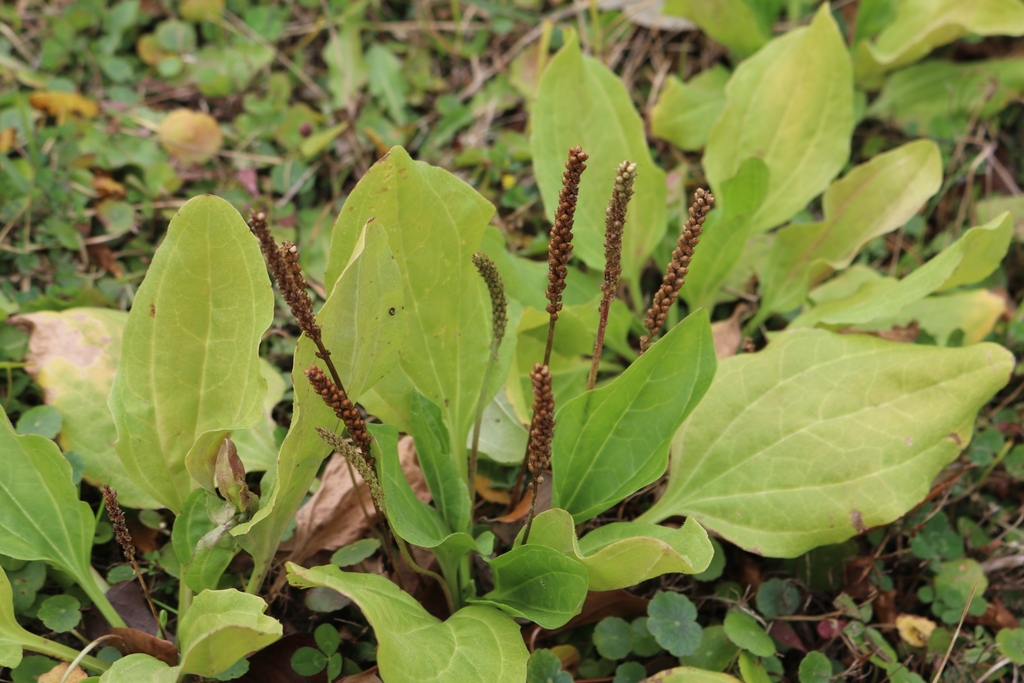 greater plantain from Orange Beach, AL, USA on February 3, 2024 by ...