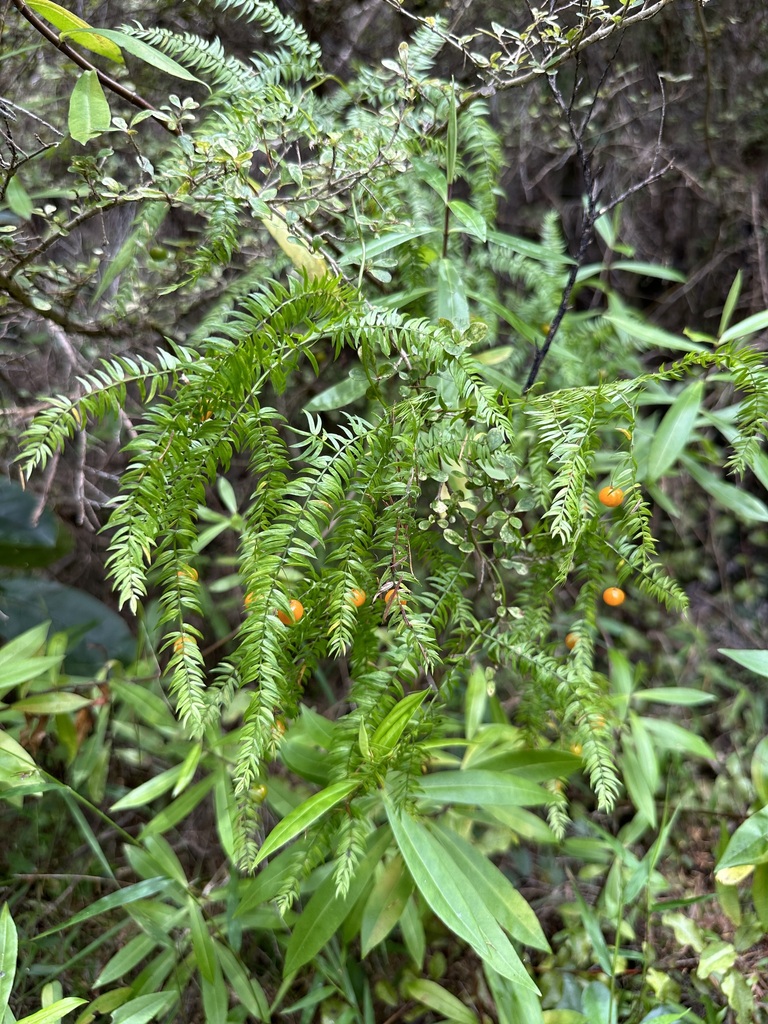Climbing asparagus from Coopers Beach 0420, New Zealand on January 27 ...
