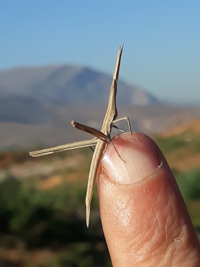Funnyface Locusts in February 2024 by Karim Haddad · iNaturalist