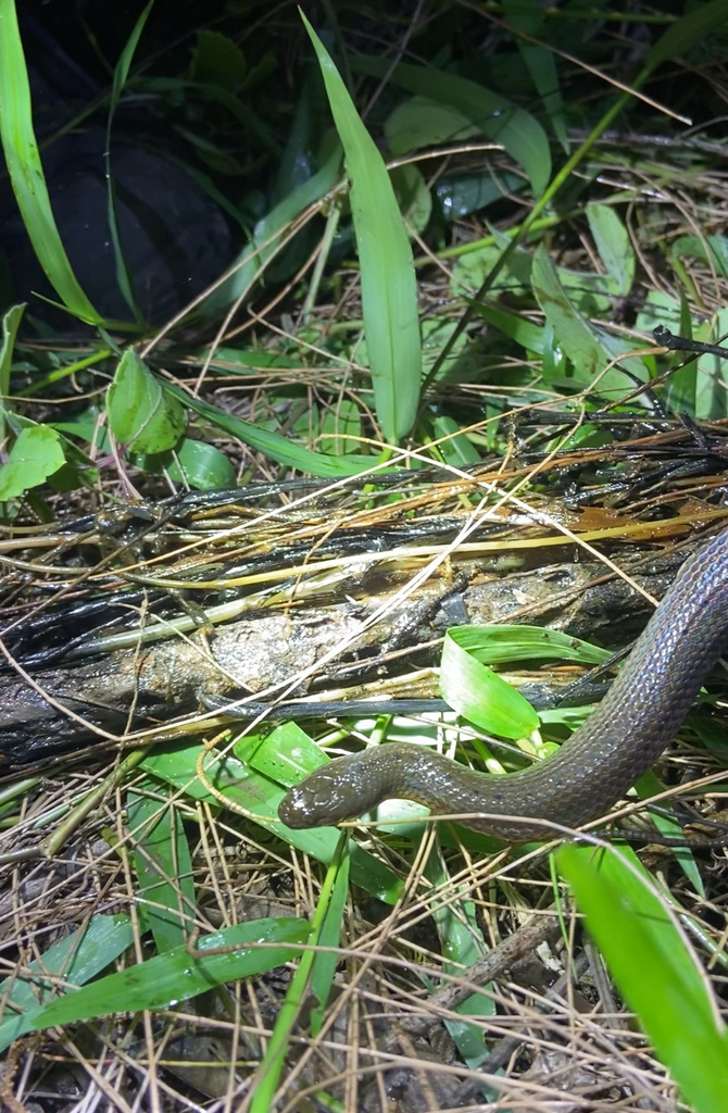 Rice Paddy Snake in February 2024 by บังบียีใบ · iNaturalist