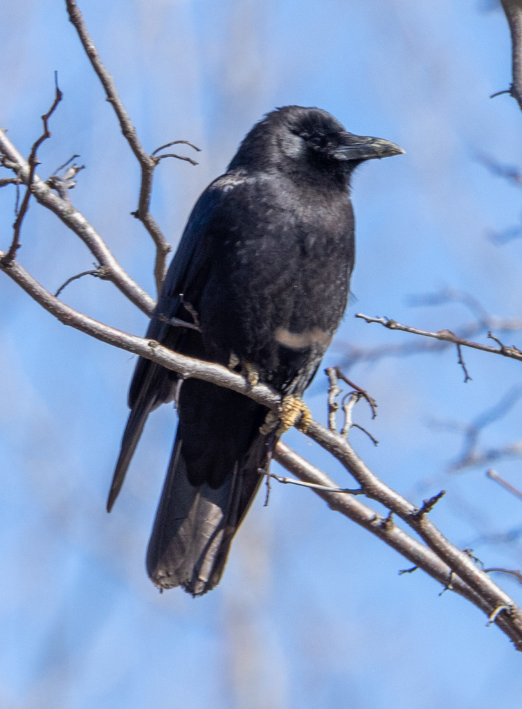 American Crow from Warren County, OH, USA on February 5, 2024 at 01:48 ...