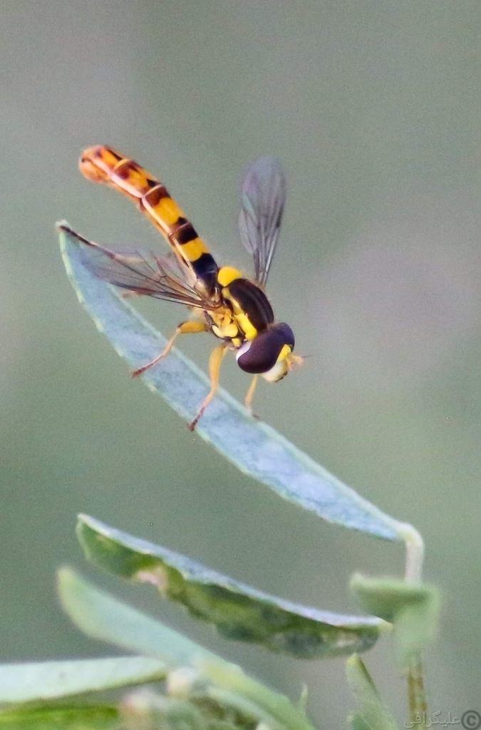 Globetails from 3R65+593, Gogji Bagh, Jawahar Nagar, Srinagar, 190008 ...