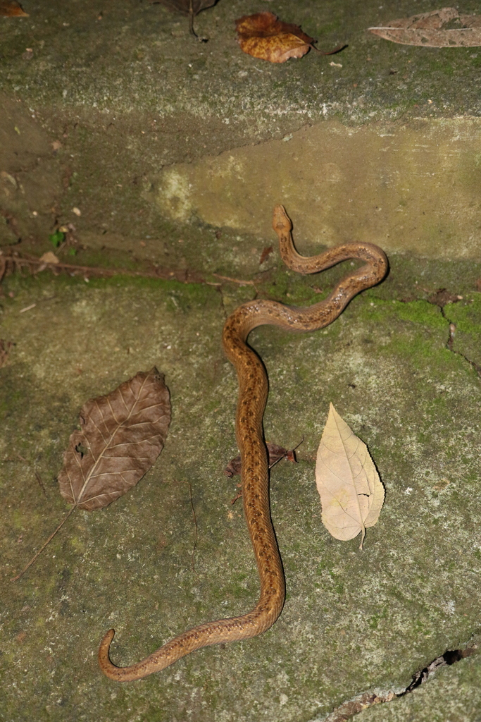 Cuban Dwarf Boa from Candelaria, Kuba on November 25, 2017 at 12:14 AM ...