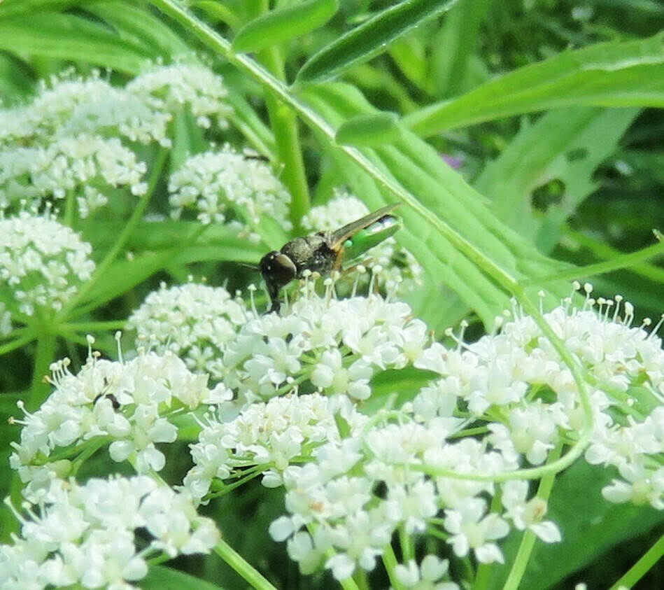 Odontomyia from Prince Edward Island, Canada on 09 July, 2023 at 10:31 ...