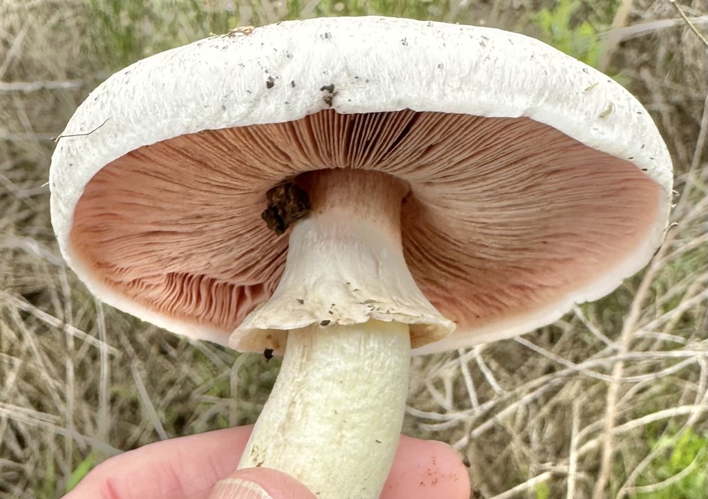 California Agaricus from Mission Trails Regional Park, San Diego, CA ...