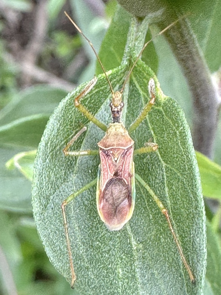 Leafhopper Assassin Bug from Mission Trails Regional Park, San Diego ...