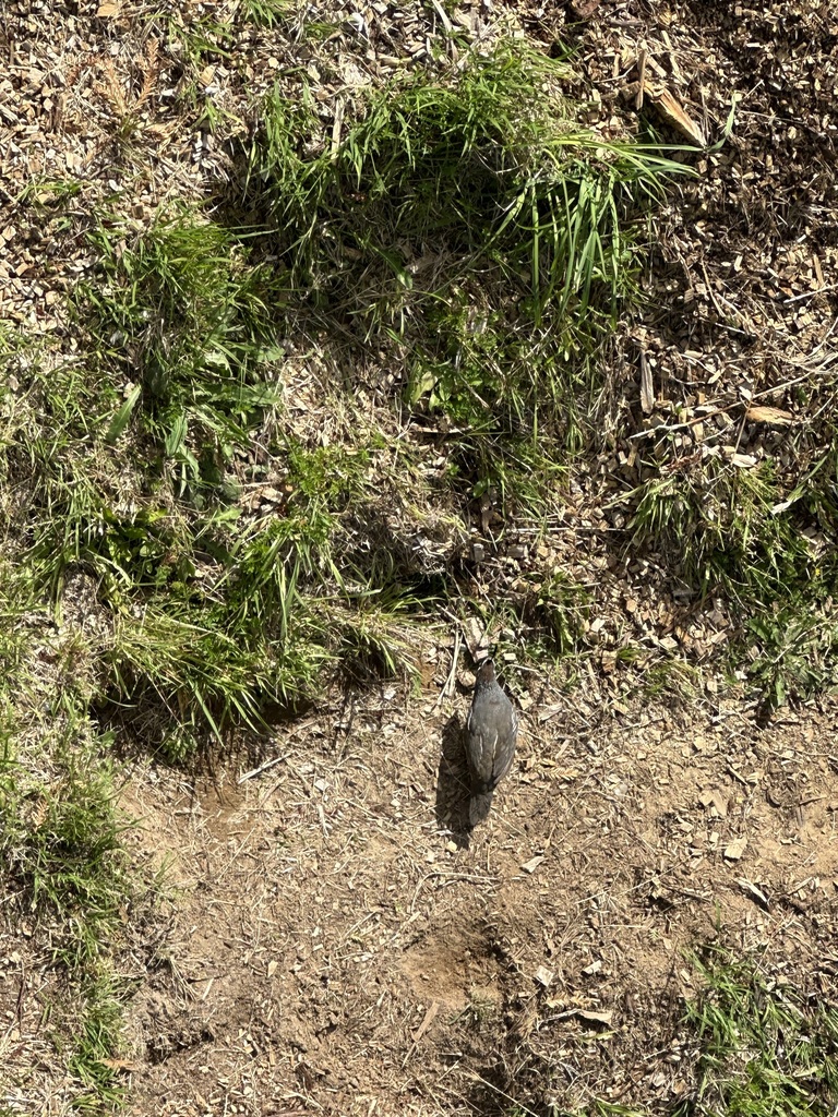 California Quail from Fairy Springs, Rotorua 3015, New Zealand on ...
