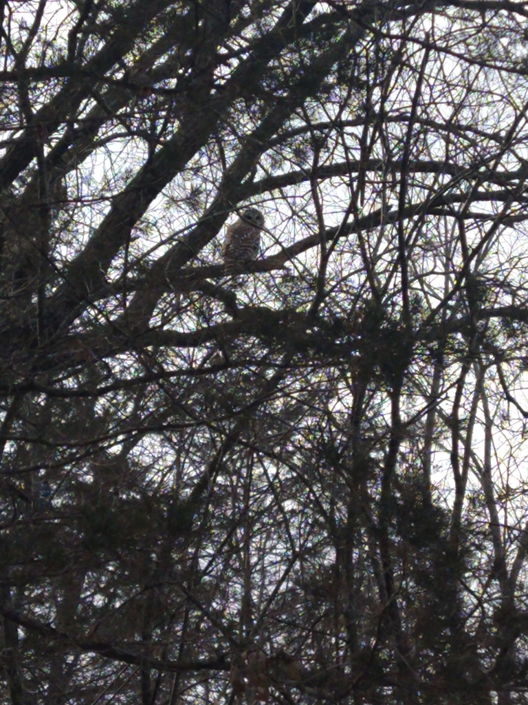 Barred Owl from Big Lake, MN, USA on February 5, 2024 at 02:28 PM by ...