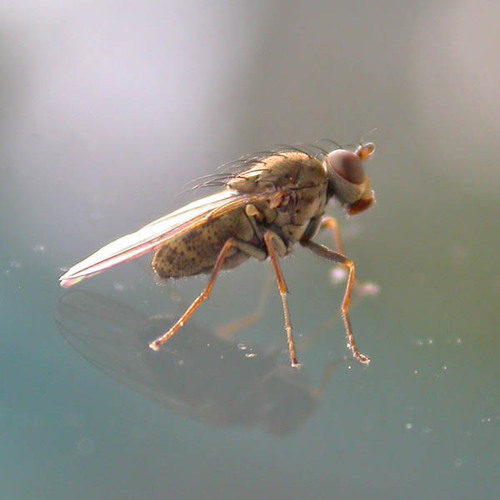 Notiphila cinerea · iNaturalist