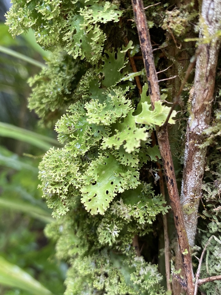 Lobariaceae from Cascade Falls and conglomerate bluffs, Auckland ...